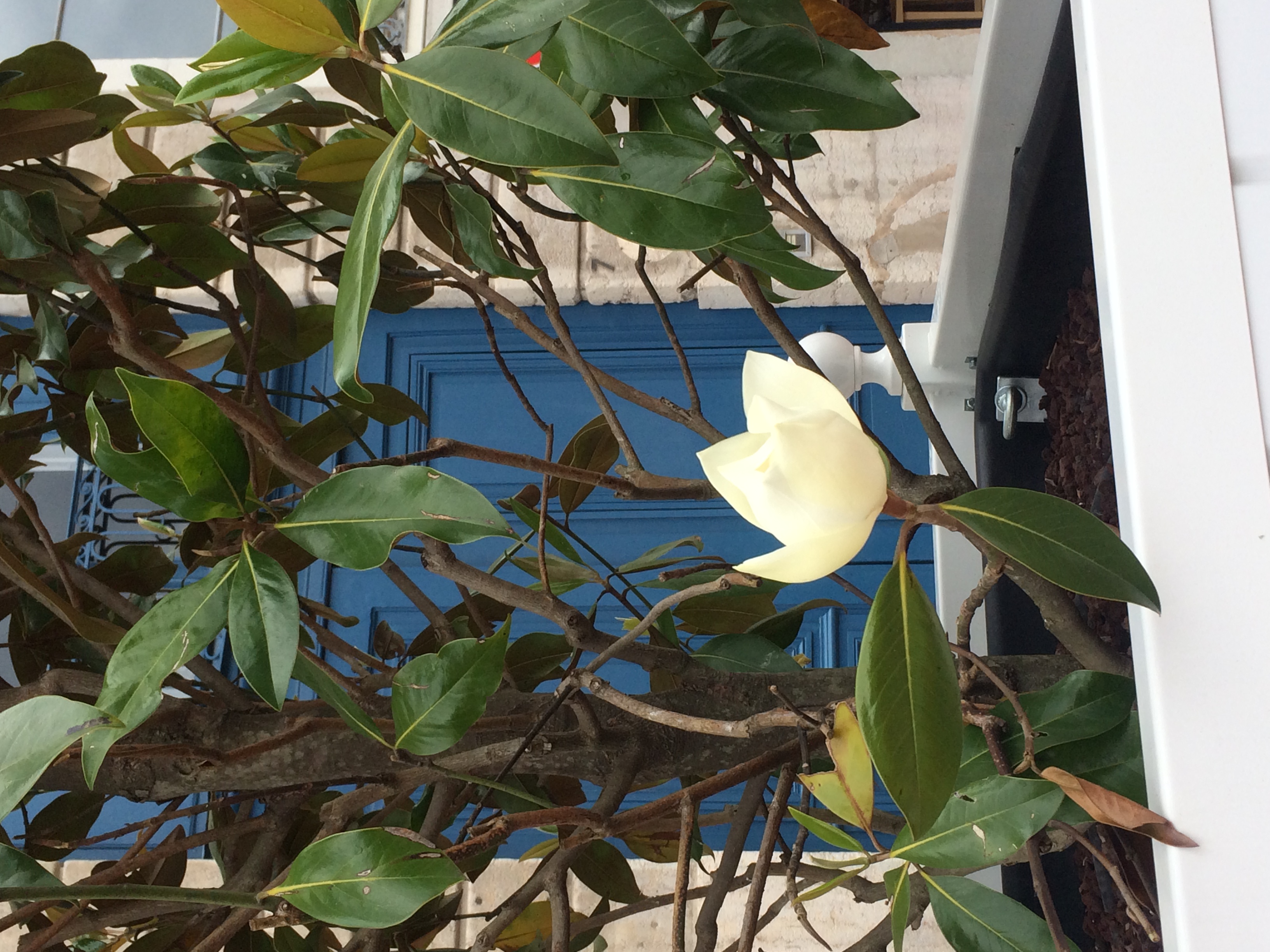 Les magnolias fleurissent sur la place… | Les Amis de la place Antonin ...